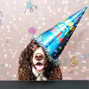 New Year's Eve Dog Swag