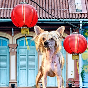 Chinese New Year Dog Toys