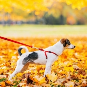 32 Dog Leashes for Fall