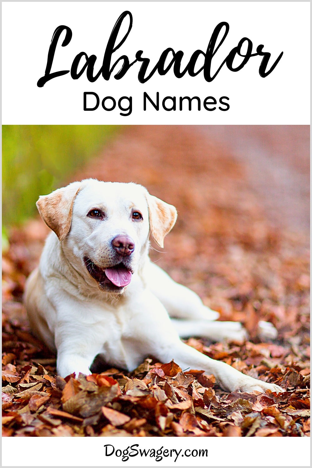 250+ Labrador Dog Names: Friendly, Classic & Unique Ideas for Your Lab