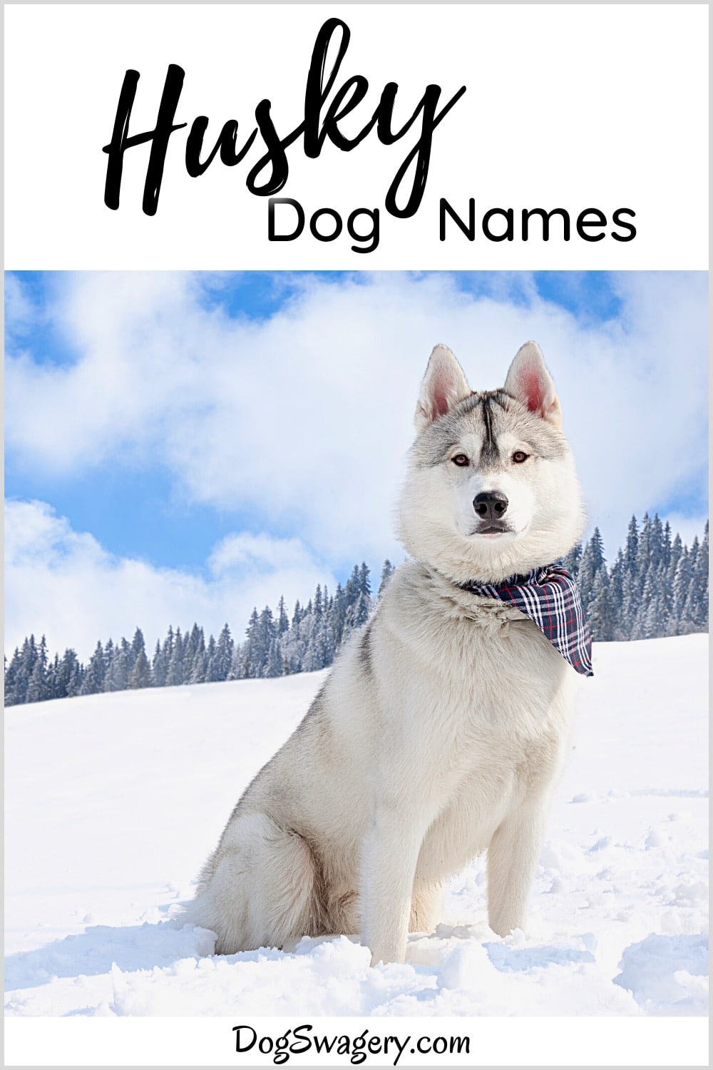 250+ Husky Dog Names: Cool, Adventurous & Unique Ideas for Your ...