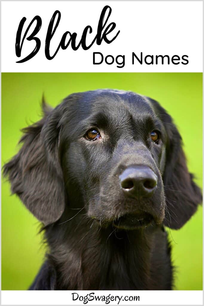 175+ Dog Names for Black Dogs inspired by Mystery, Magic and Darkness ...
