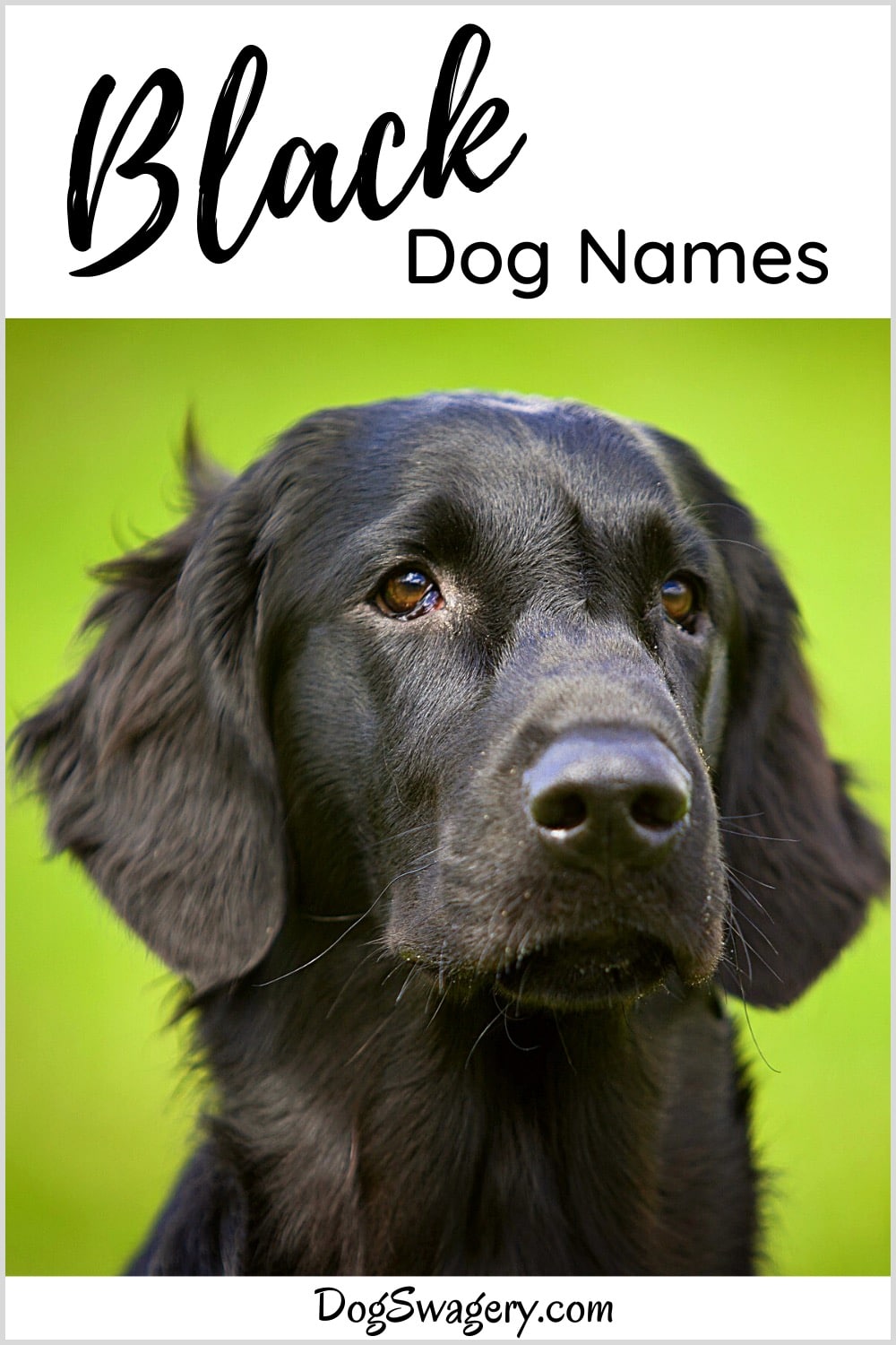 175+ Dog Names for Black Dogs inspired by Mystery, Magic and Darkness ...