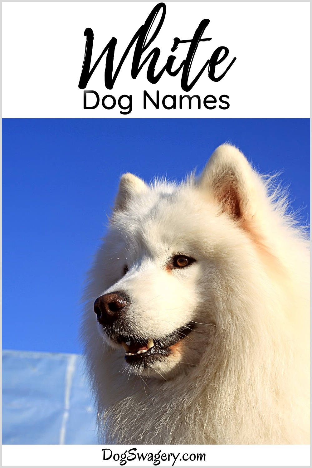 171+ White Dog Names – DogSwagery