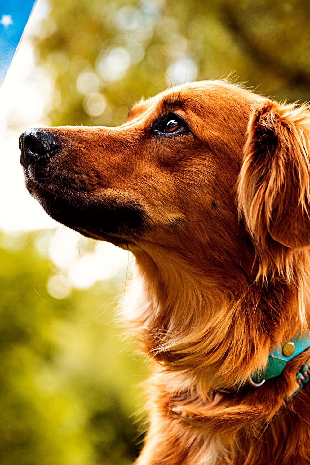 127+ Best Red Dog Names for your Fiery & Energetic Dog