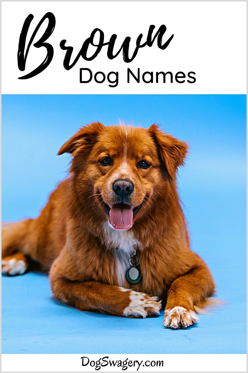 102+ Unique Brown Dog Names: Find the Perfect Name for Your Chocolate ...