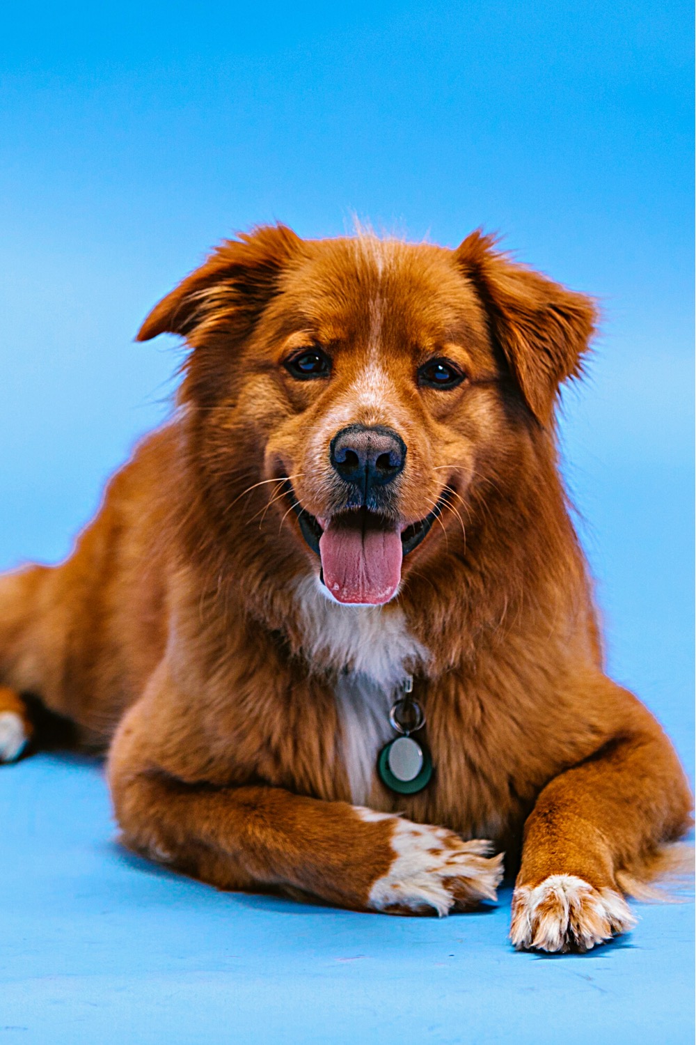 102+ Unique Brown Dog Names: Find the Perfect Name for Your Chocolate ...