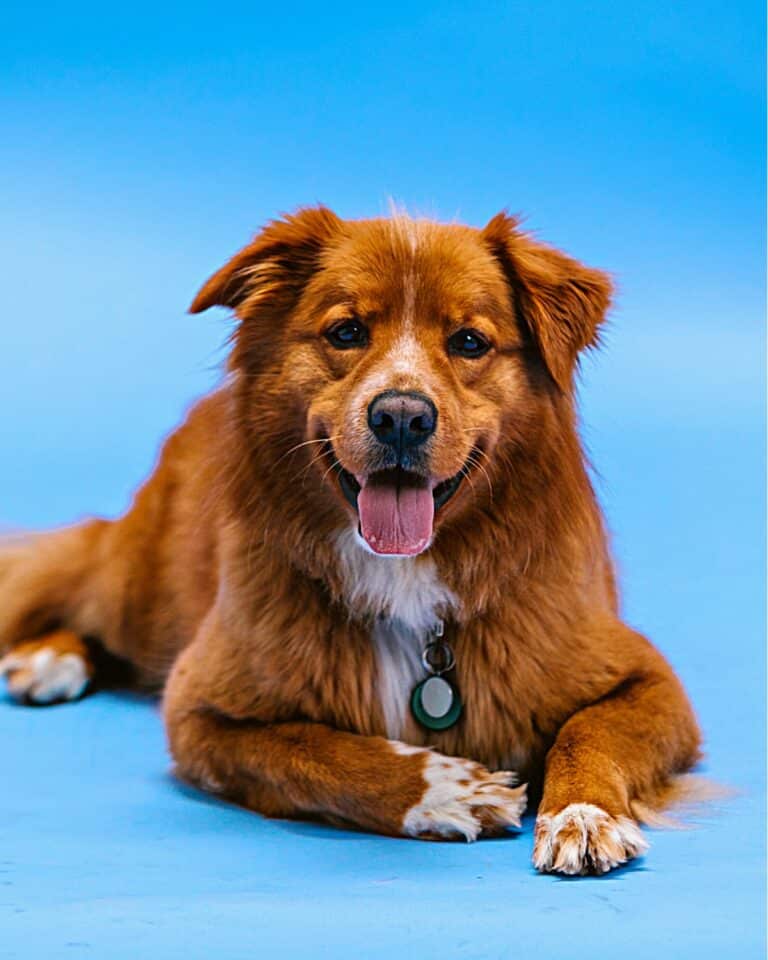 102+ Unique Brown Dog Names: Find the Perfect Name for Your Chocolate ...