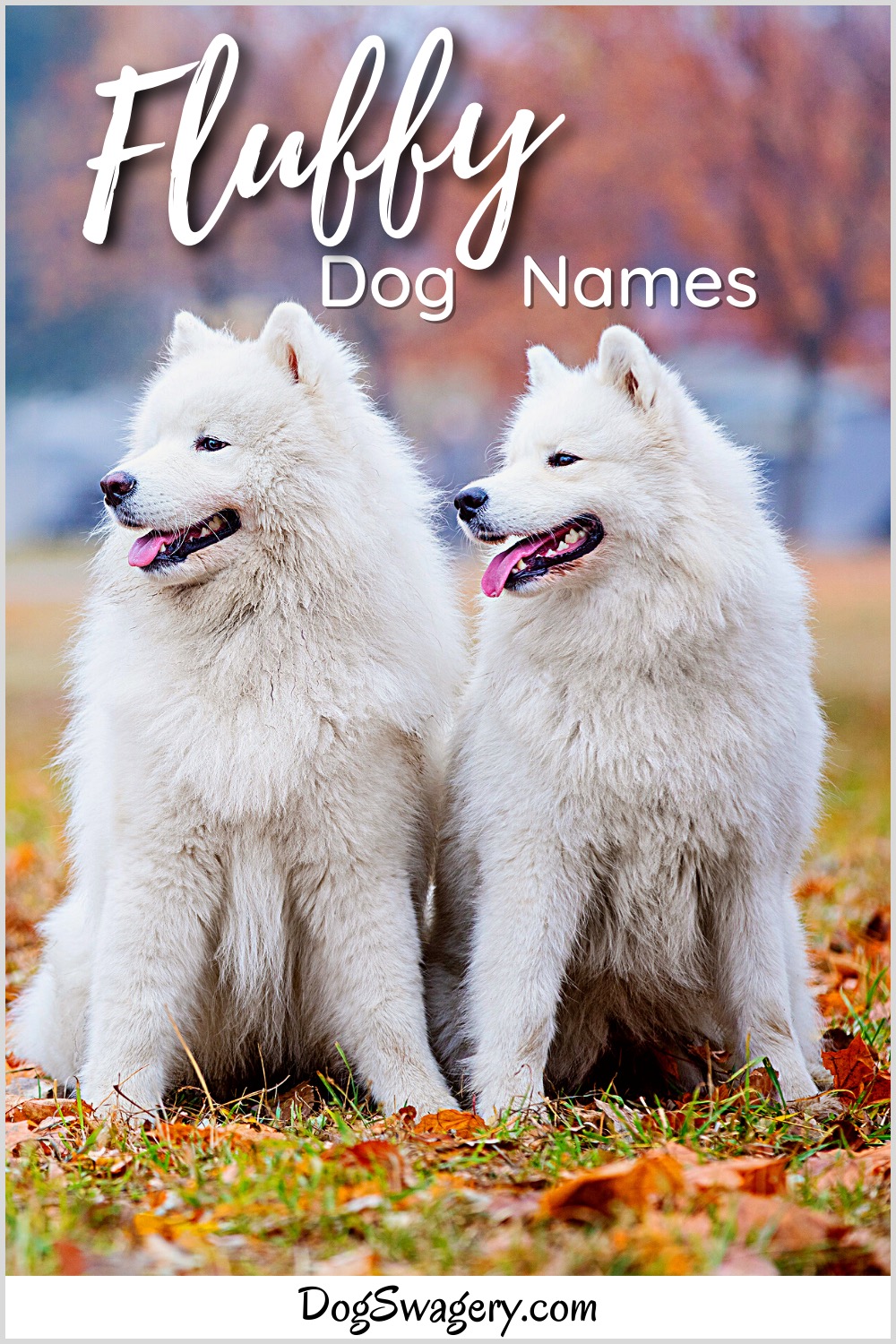 99+ Adorable Fluffy Dog Names for Your Furry Friend