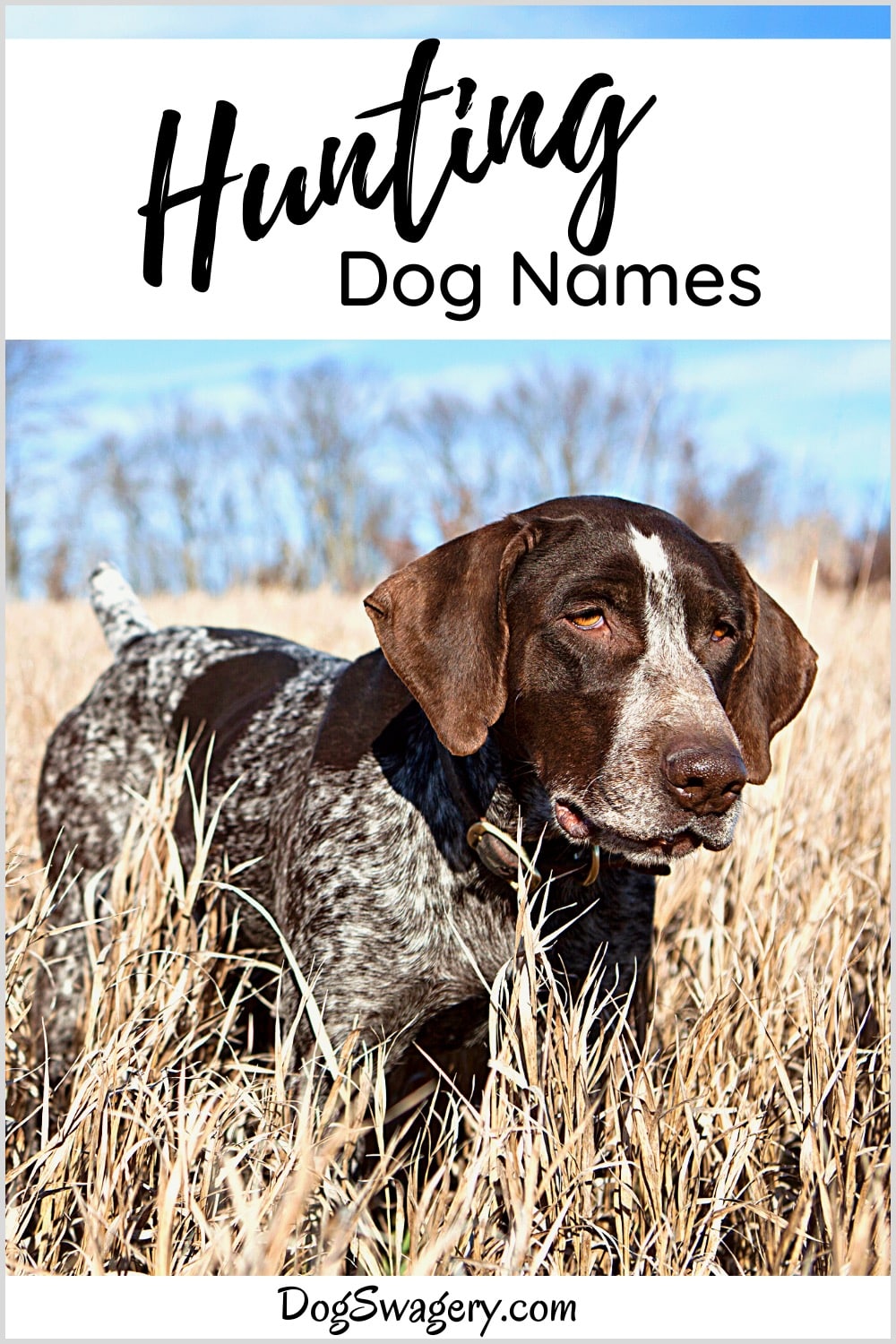 95+ Hunting Dog Names for Keen & Agile Pups