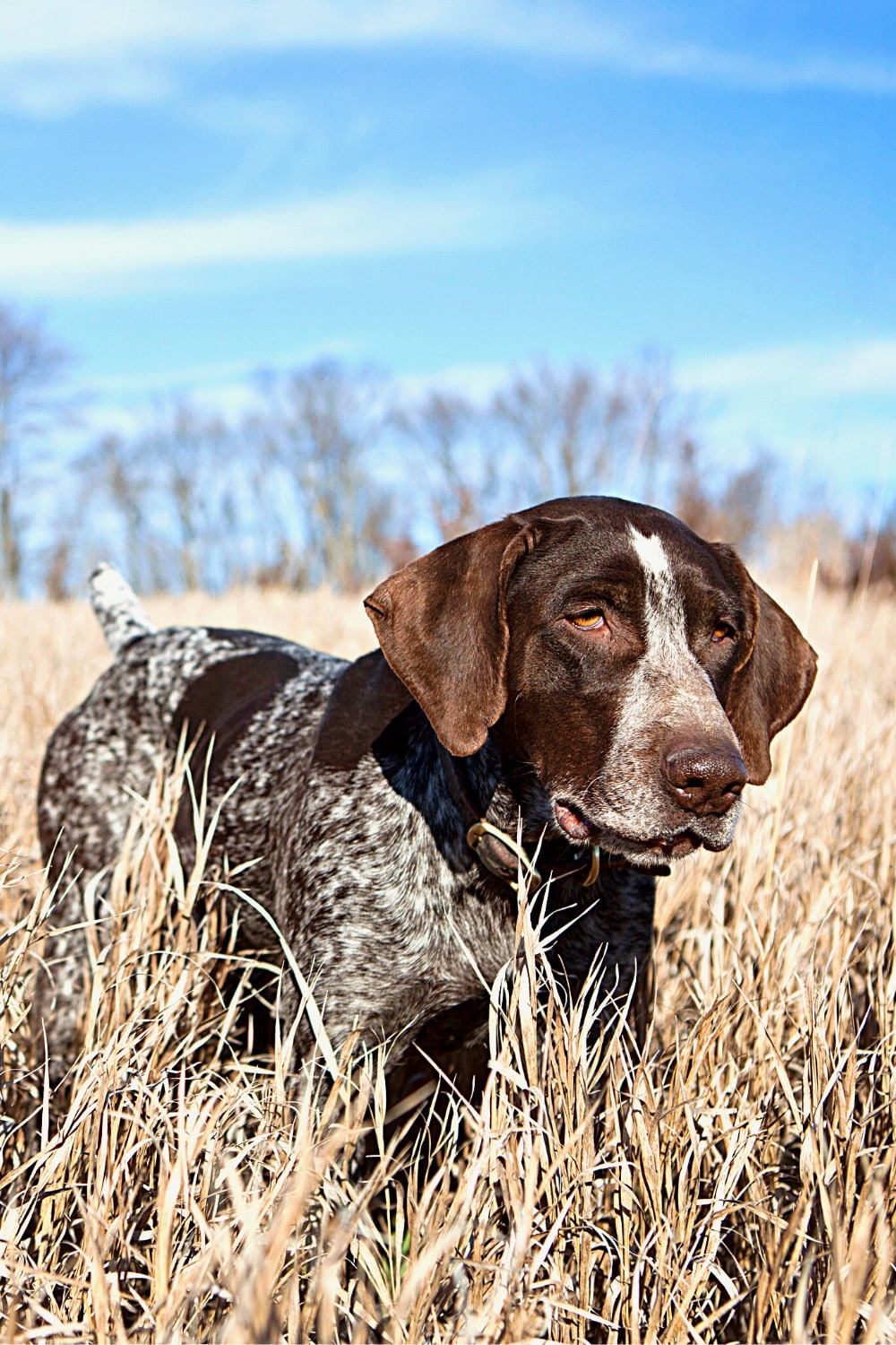 95+ Hunting Dog Names for Keen & Agile Pups