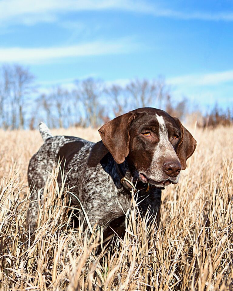 95+ Hunting Dog Names for Keen & Agile Pups