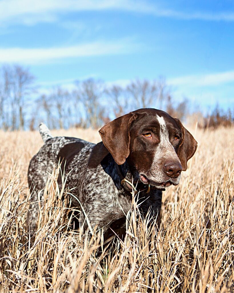 95+ Hunting Dog Names for Keen & Agile Pups