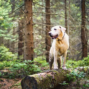 70+ Nature Inspired Dog Names for your Furry Friend