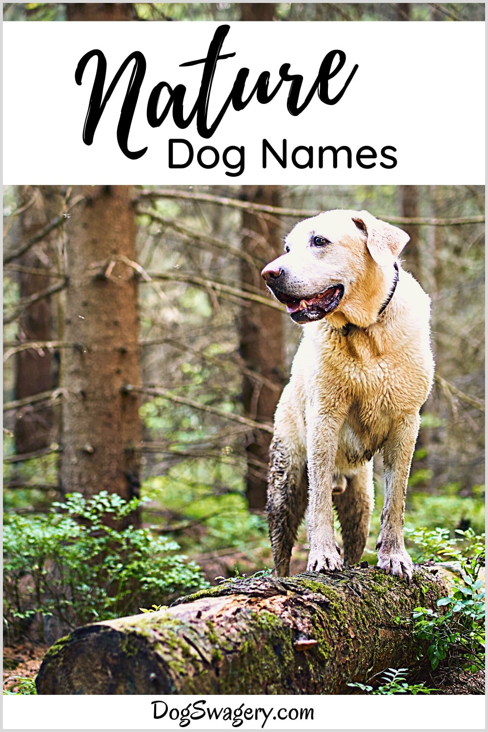 70+ Nature Inspired Dog Names for your Furry Friend