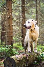 70+ Nature Inspired Dog Names for your Furry Friend