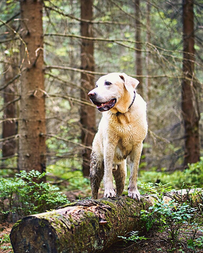 70+ Nature Inspired Dog Names for your Furry Friend