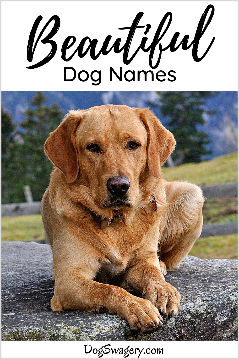 85+ Beautiful Dog Names with Meanings – Find the Perfect Name for Your Pup