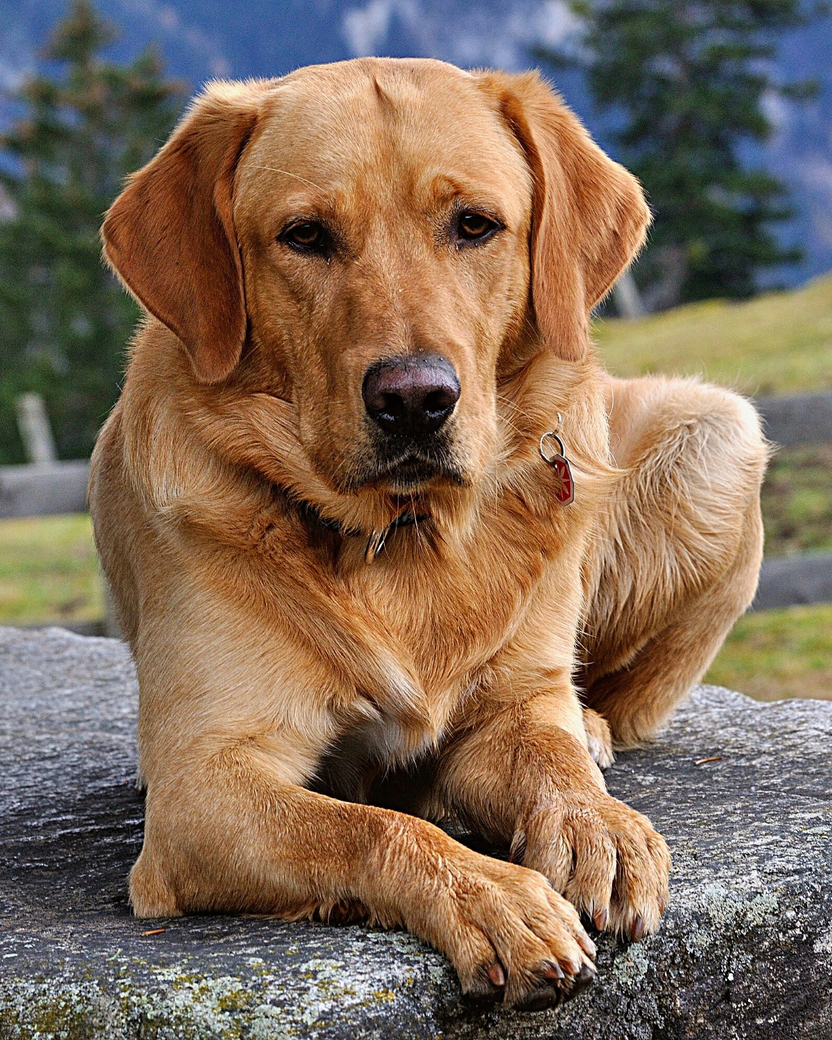 85+ Beautiful Dog Names with Meanings – Find the Perfect Name for Your Pup