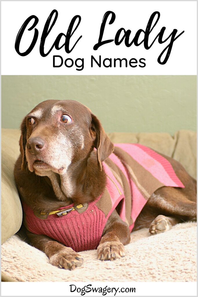 Nostalgic & Charming Old Lady Dog Names