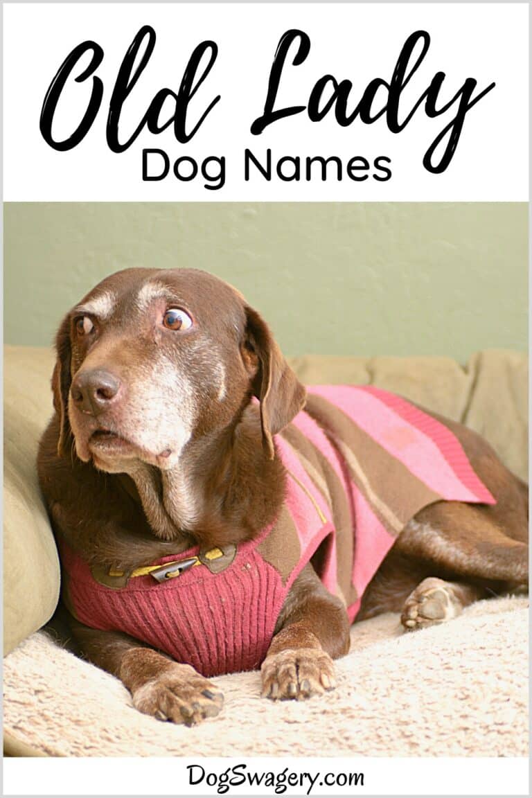 Nostalgic & Charming Old Lady Dog Names