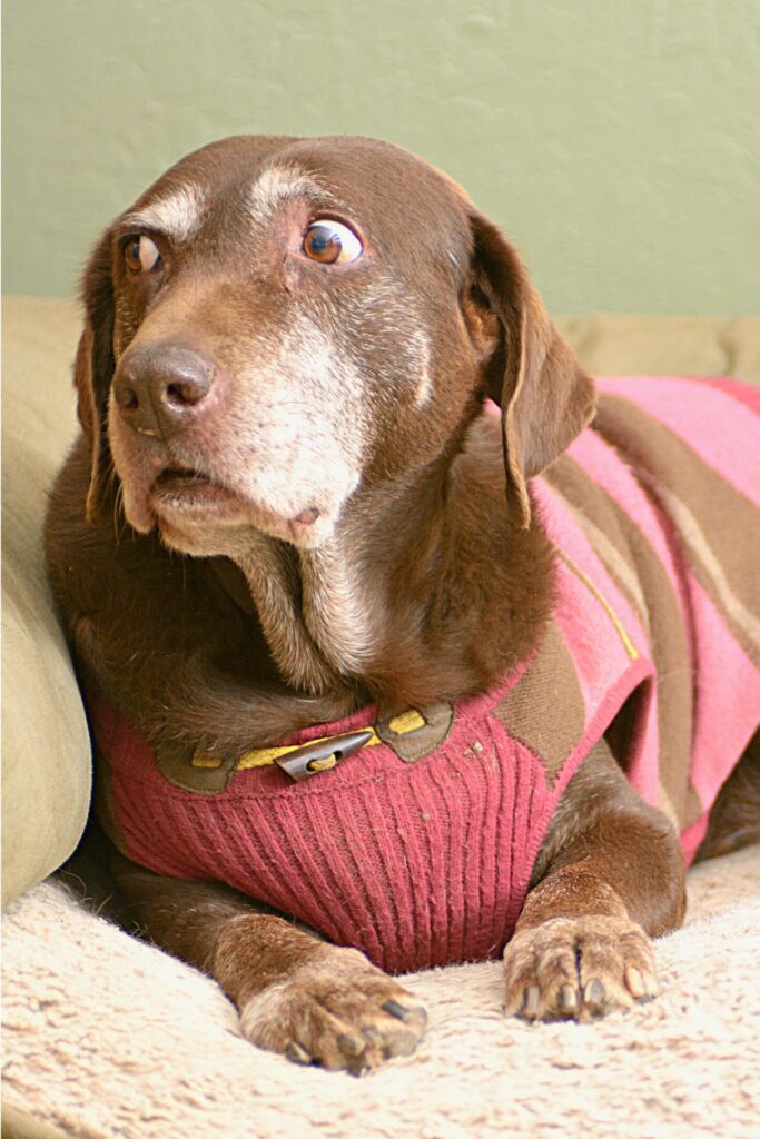 Nostalgic & Charming Old Lady Dog Names