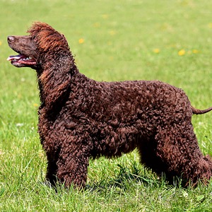 Celtic Dog Names: Explore 250+ Unique and Meaningful Options