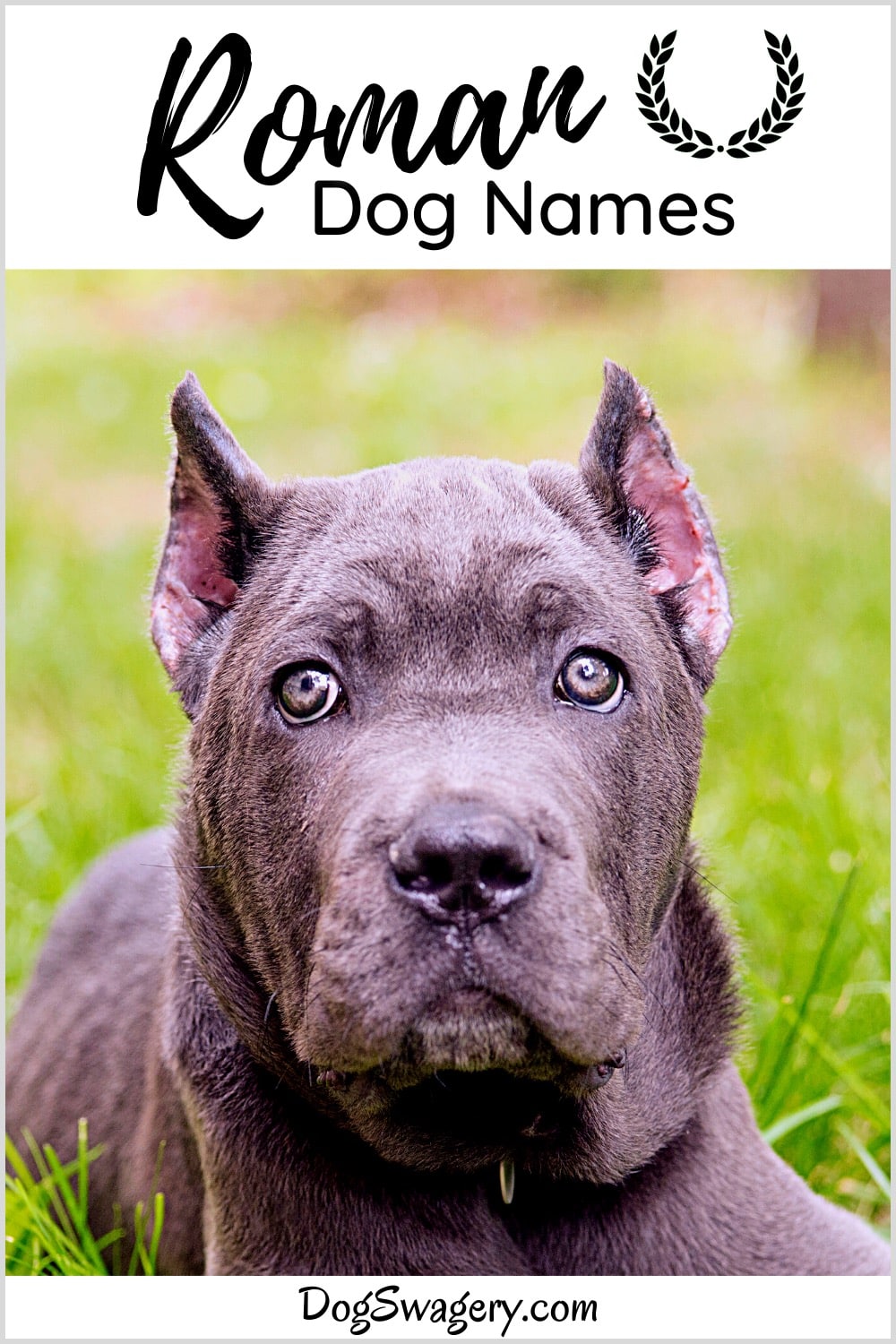 Roman Dog Names: Explore 250+ Unique and Historical Options