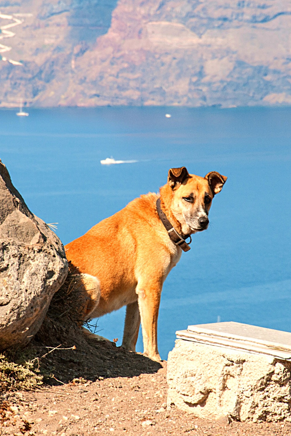 Discover 270+ Unique Greek Dog Names Inspired by Culture and Nature