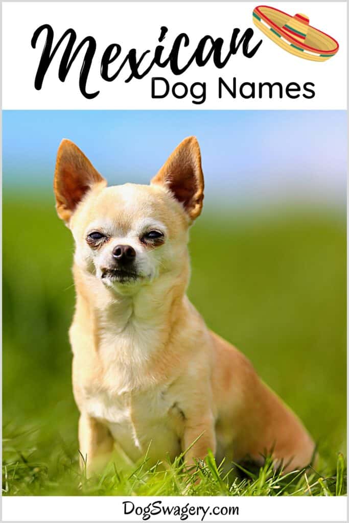 Discover the Best Mexican Dog Names: A Cultural Guide – DogSwagery