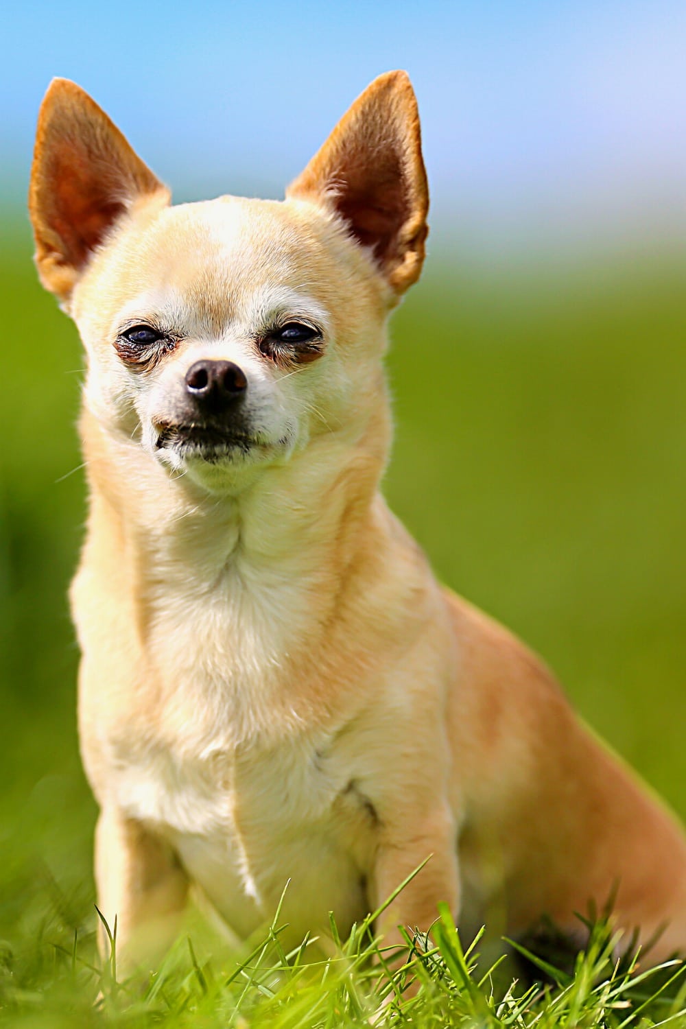 Discover the Best Mexican Dog Names: A Cultural Guide – DogSwagery