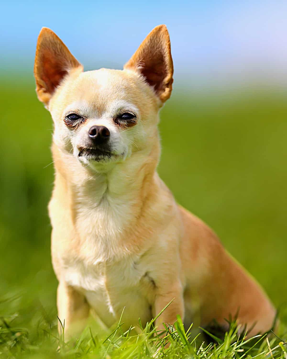 Discover the Best Mexican Dog Names: A Cultural Guide – DogSwagery