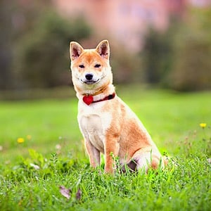 Discover the Best Japanese Dog Names: A Comprehensive Guide