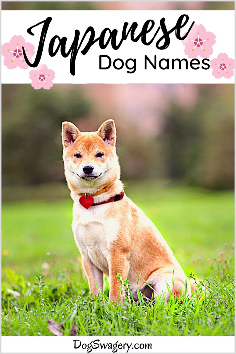 Discover the Best Japanese Dog Names: A Comprehensive Guide