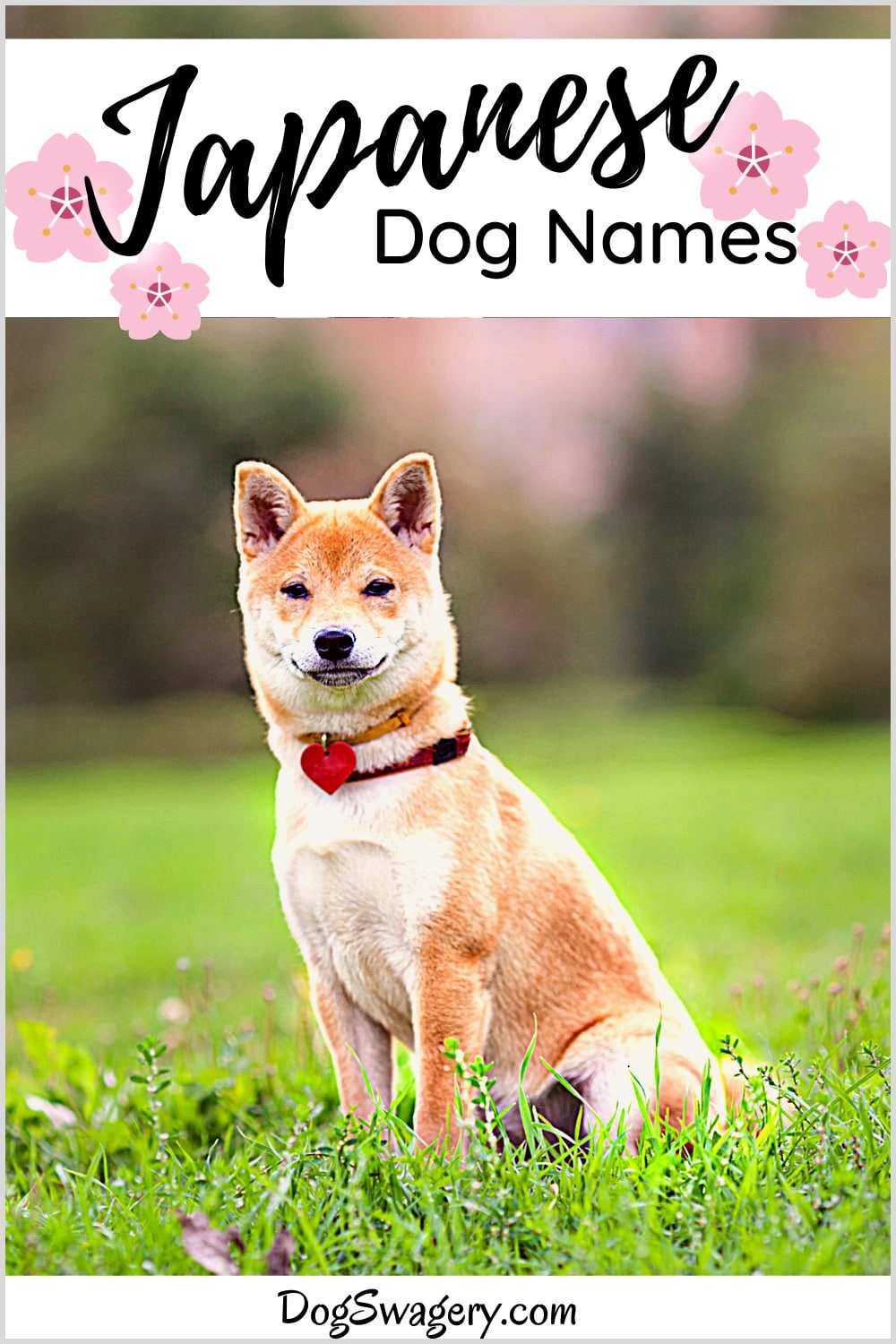 Discover the Best Japanese Dog Names: A Comprehensive Guide