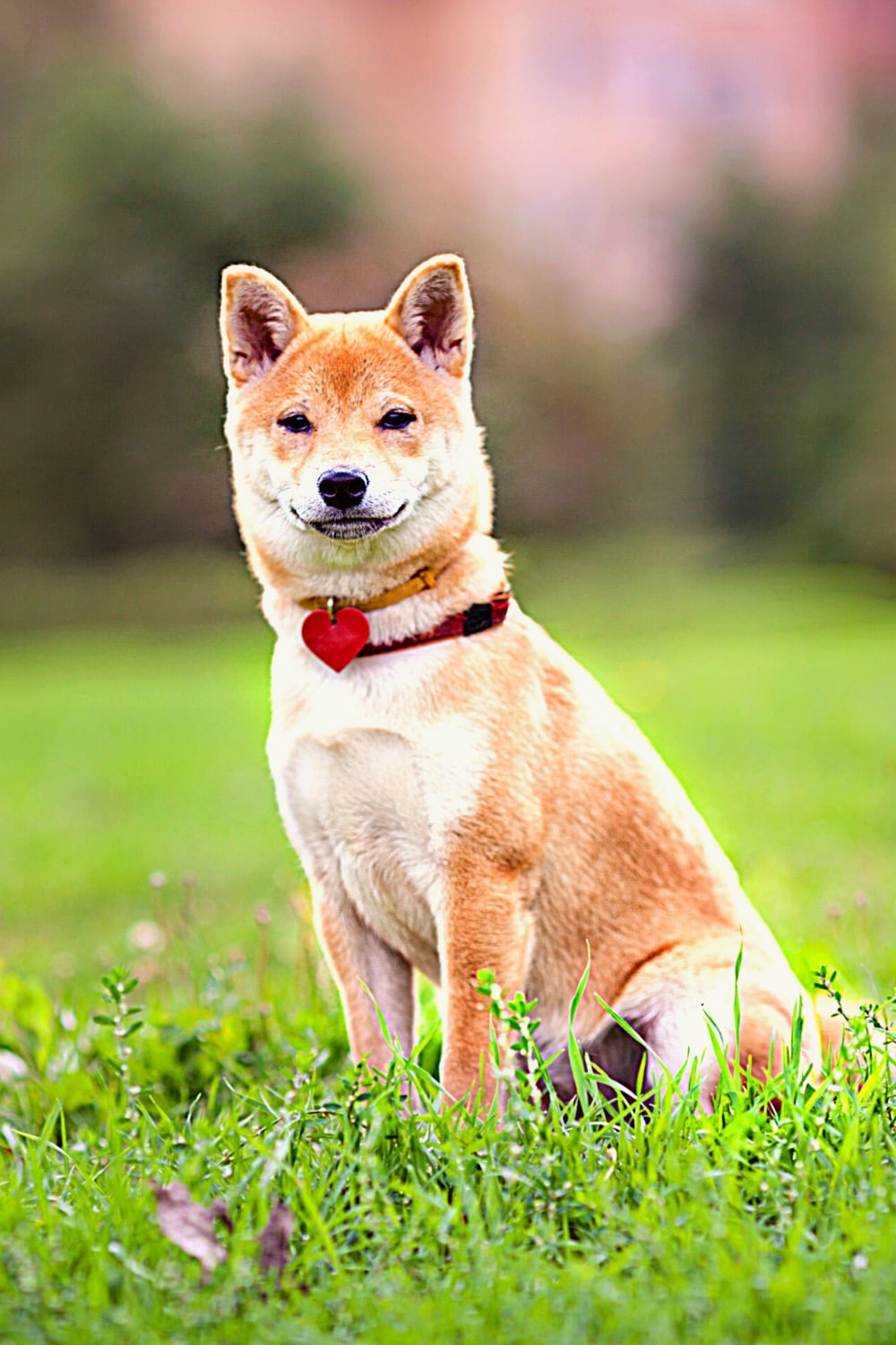 Discover the Best Japanese Dog Names: A Comprehensive Guide