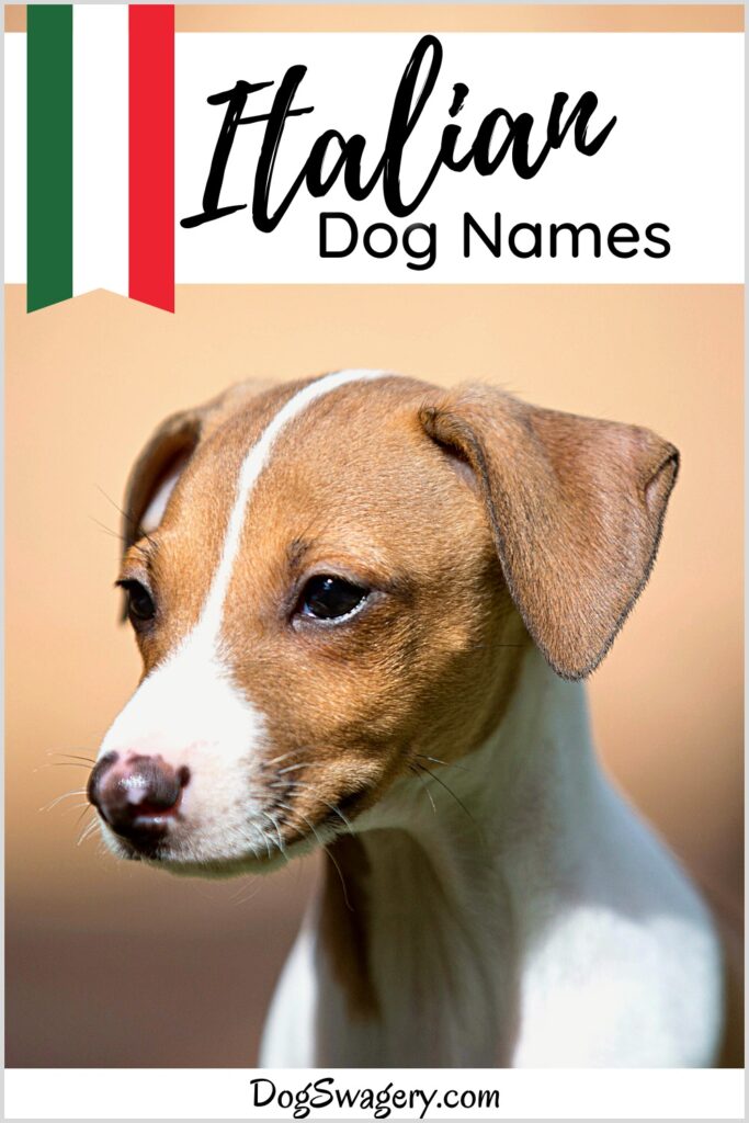 250+ Bellissimo Italian Dog Names: A Comprehensive Guide