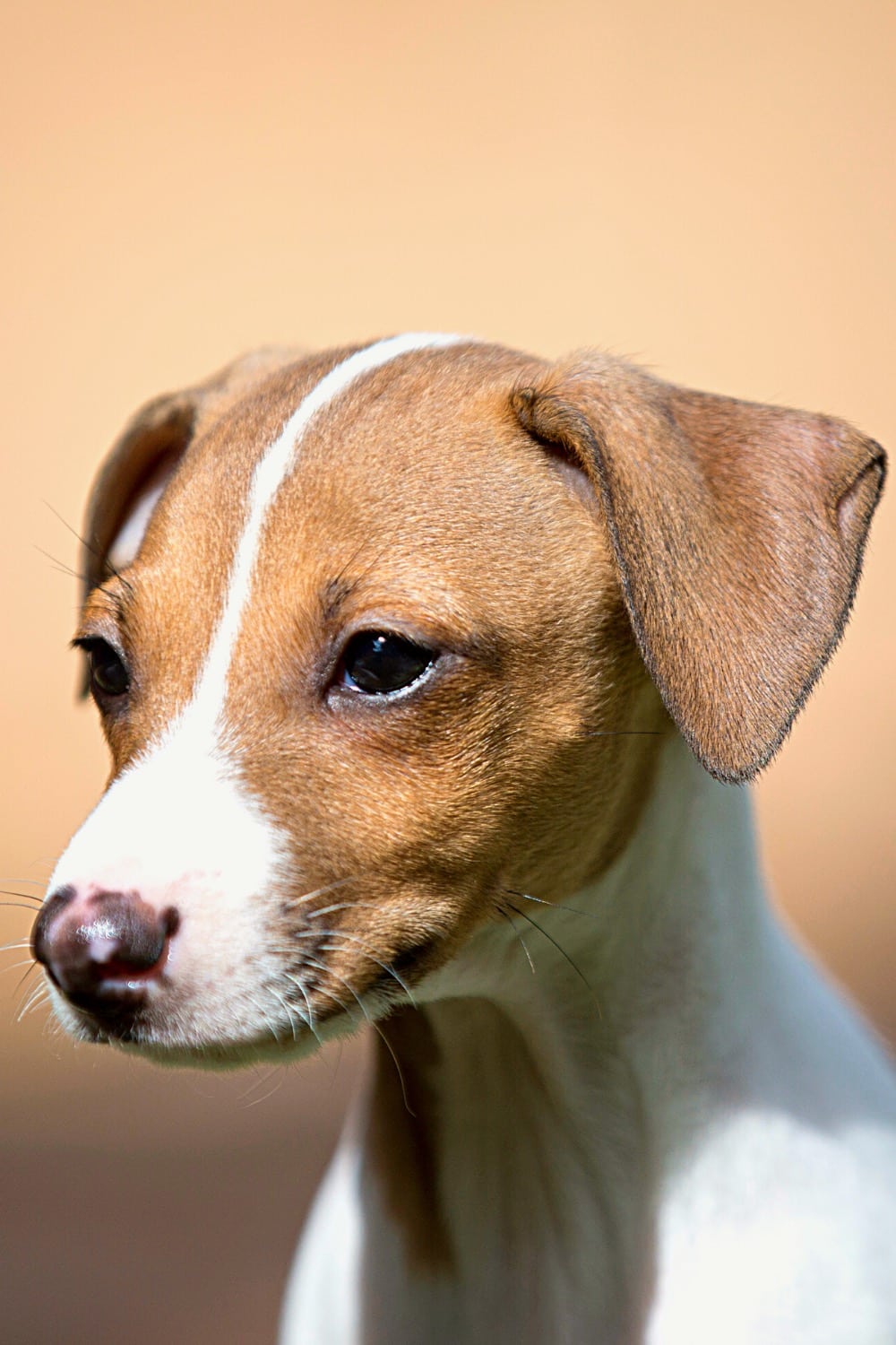 250+ Bellissimo Italian Dog Names: A Comprehensive Guide – DogSwagery