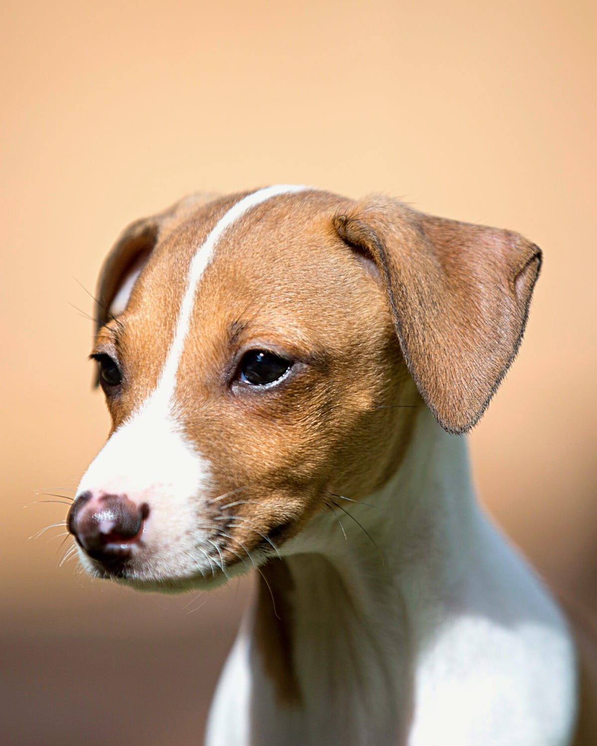 250+ Bellissimo Italian Dog Names: A Comprehensive Guide