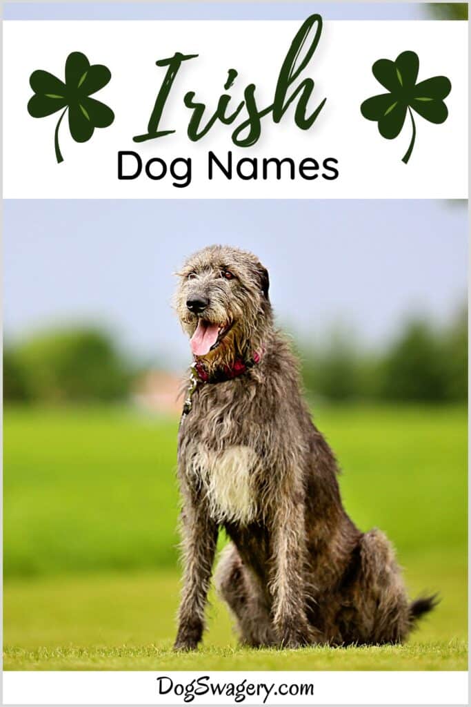250+ Irish Dog Names: Explore the Best of Irish Culture for Your Pet