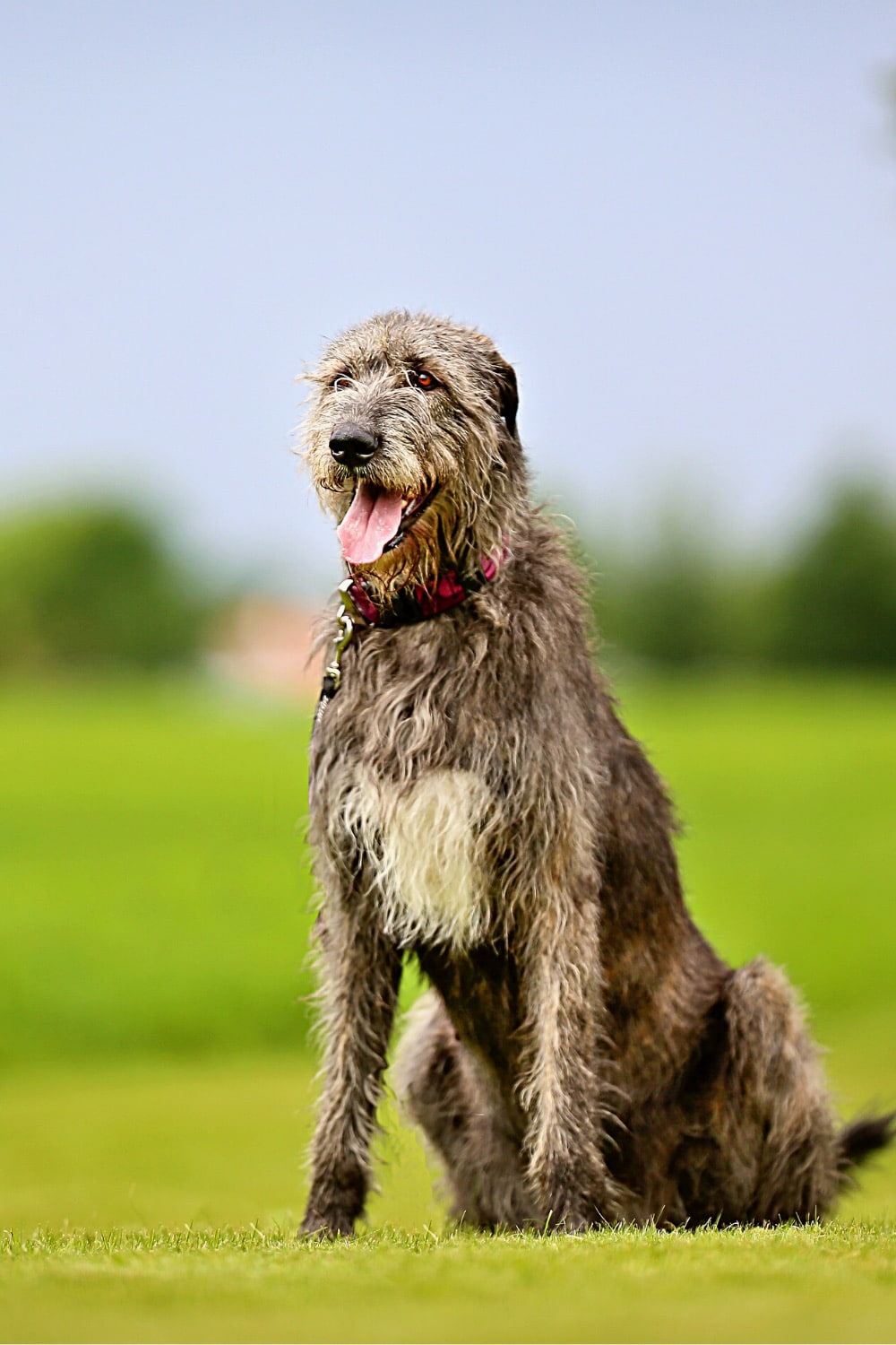 250+ Irish Dog Names: Explore the Best of Irish Culture for Your Pet
