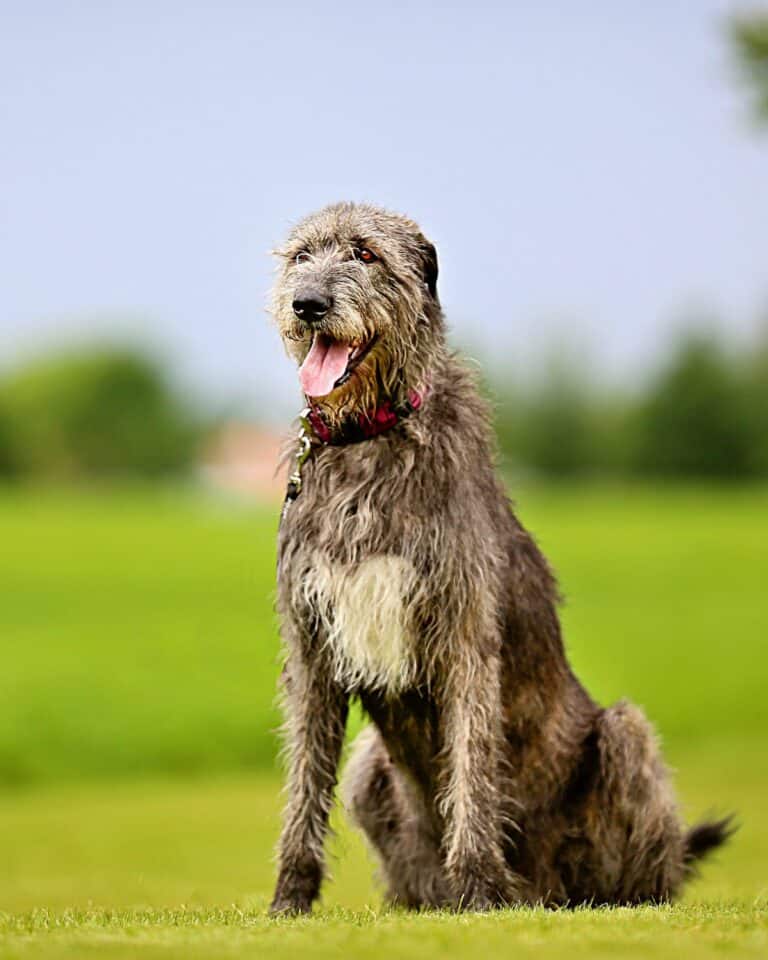 250+ Irish Dog Names: Explore the Best of Irish Culture for Your Pet