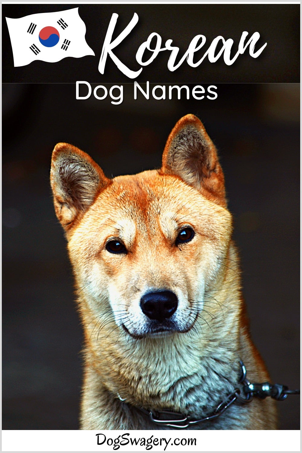 250+ Korean Dog Names: Explore Cultural Inspiration for Your Pet