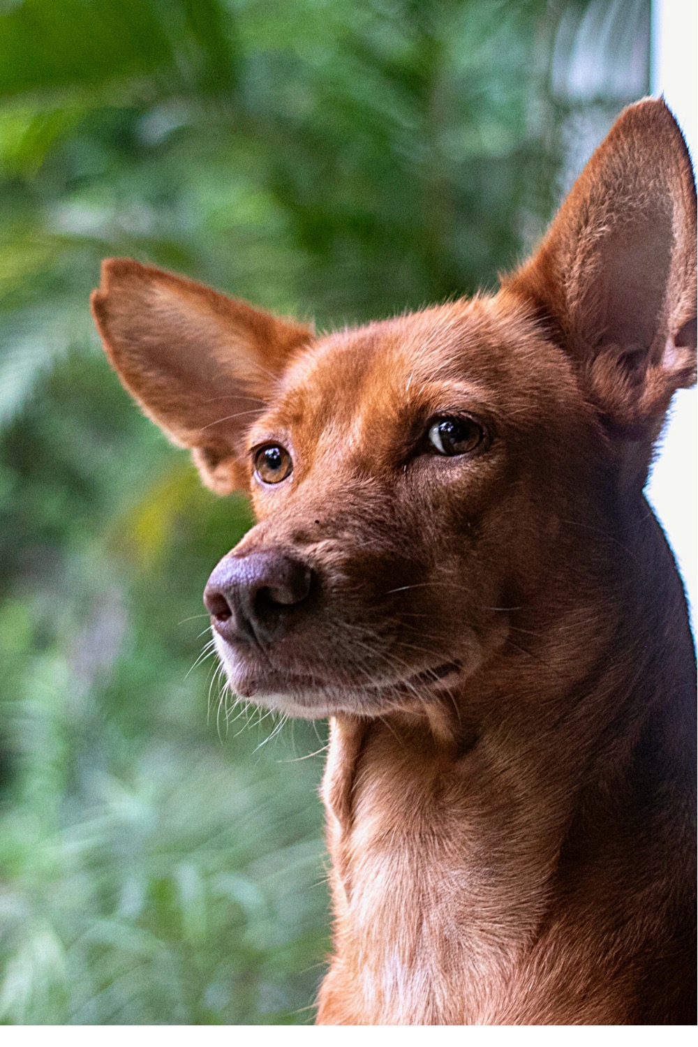 279+ Unique Indian Dog Names: Cultural Inspiration for Your Pet