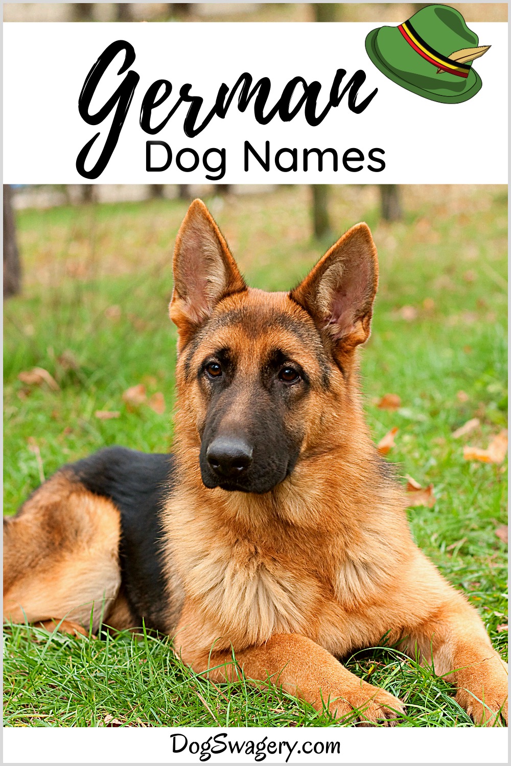 250+ German Dog Names: Explore Cultural Inspiration for Your Pet ...