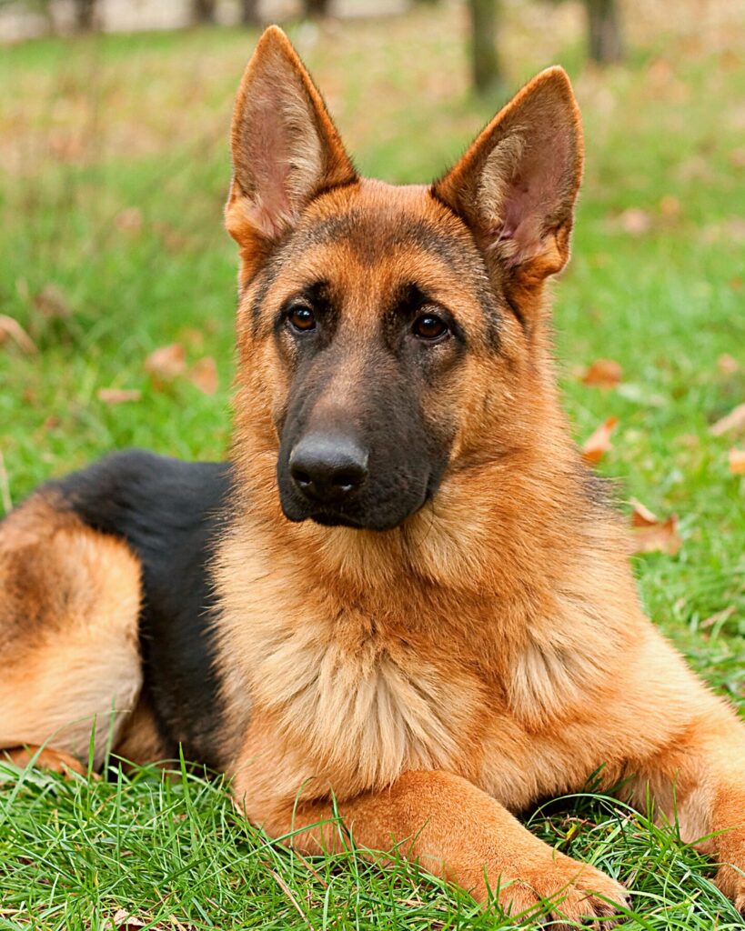 250+ German Dog Names: Explore Cultural Inspiration for Your Pet ...