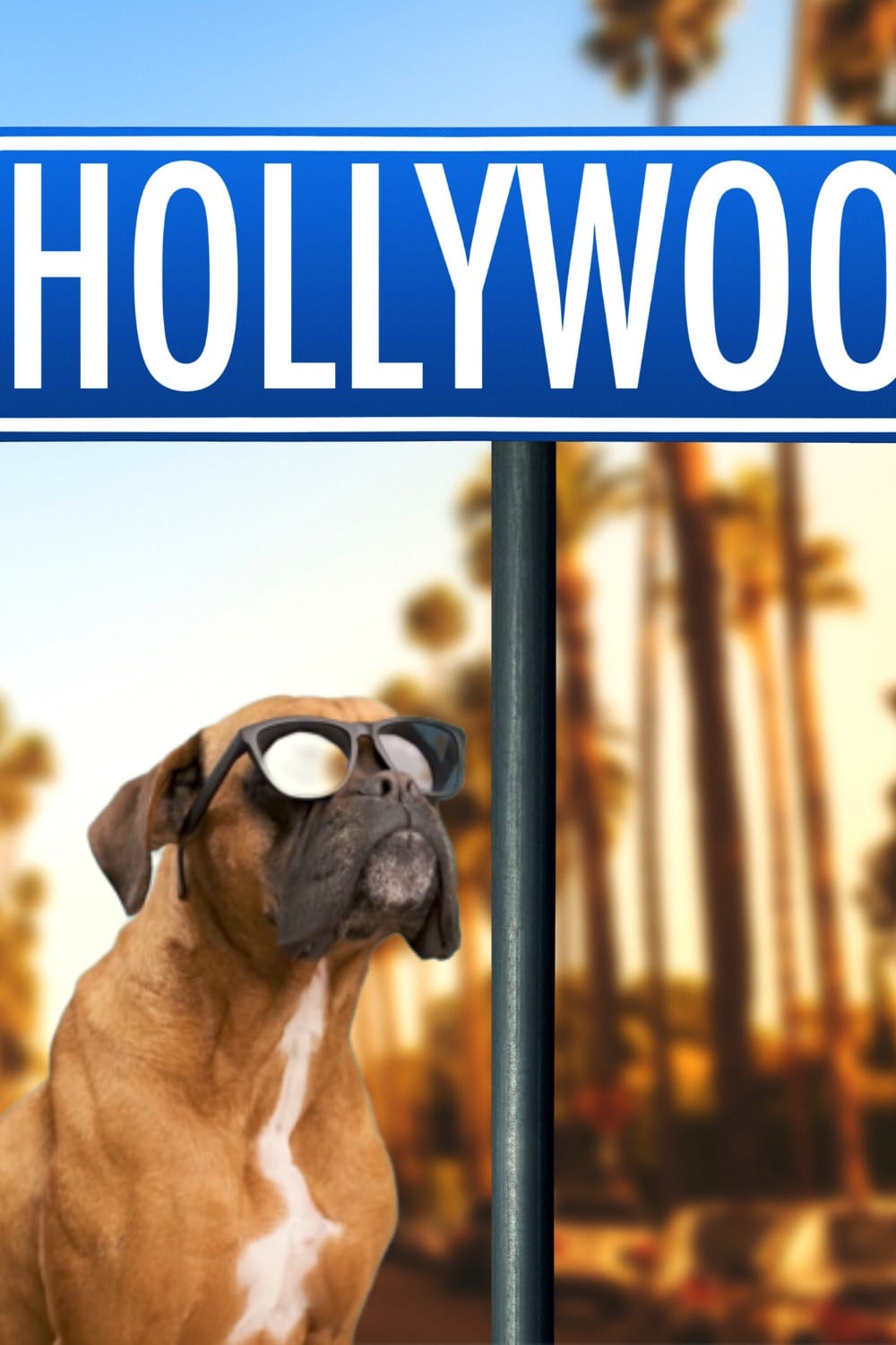 103+ Dog Names Inspired by Hollywood: A-List Names for Your Pup
