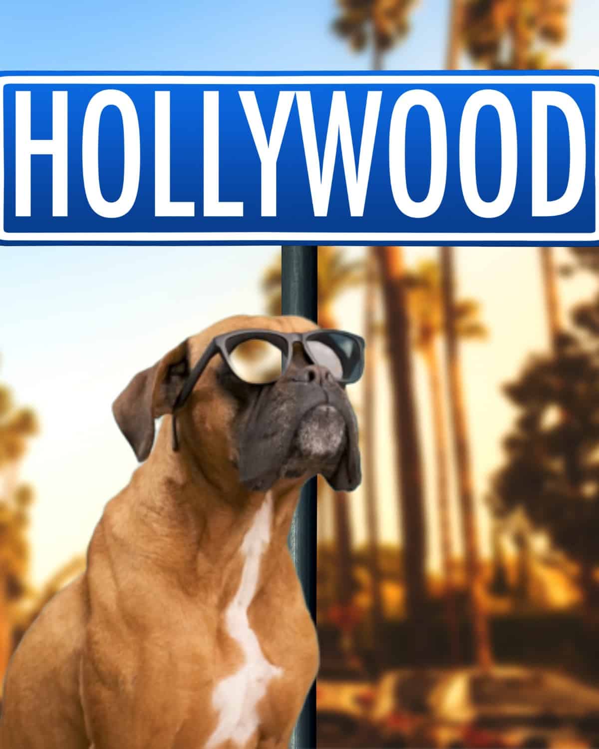 103+ Dog Names Inspired by Hollywood: A-List Names for Your Pup ...