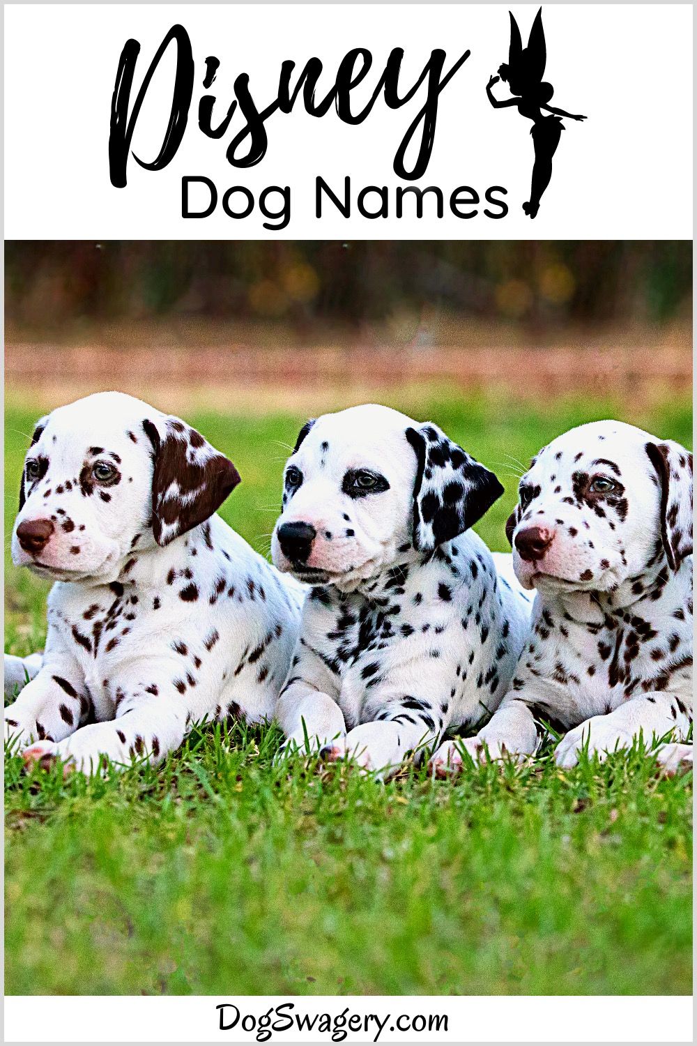 101+ Magical Disney Dog Names: A Comprehensive List for Your Furry ...