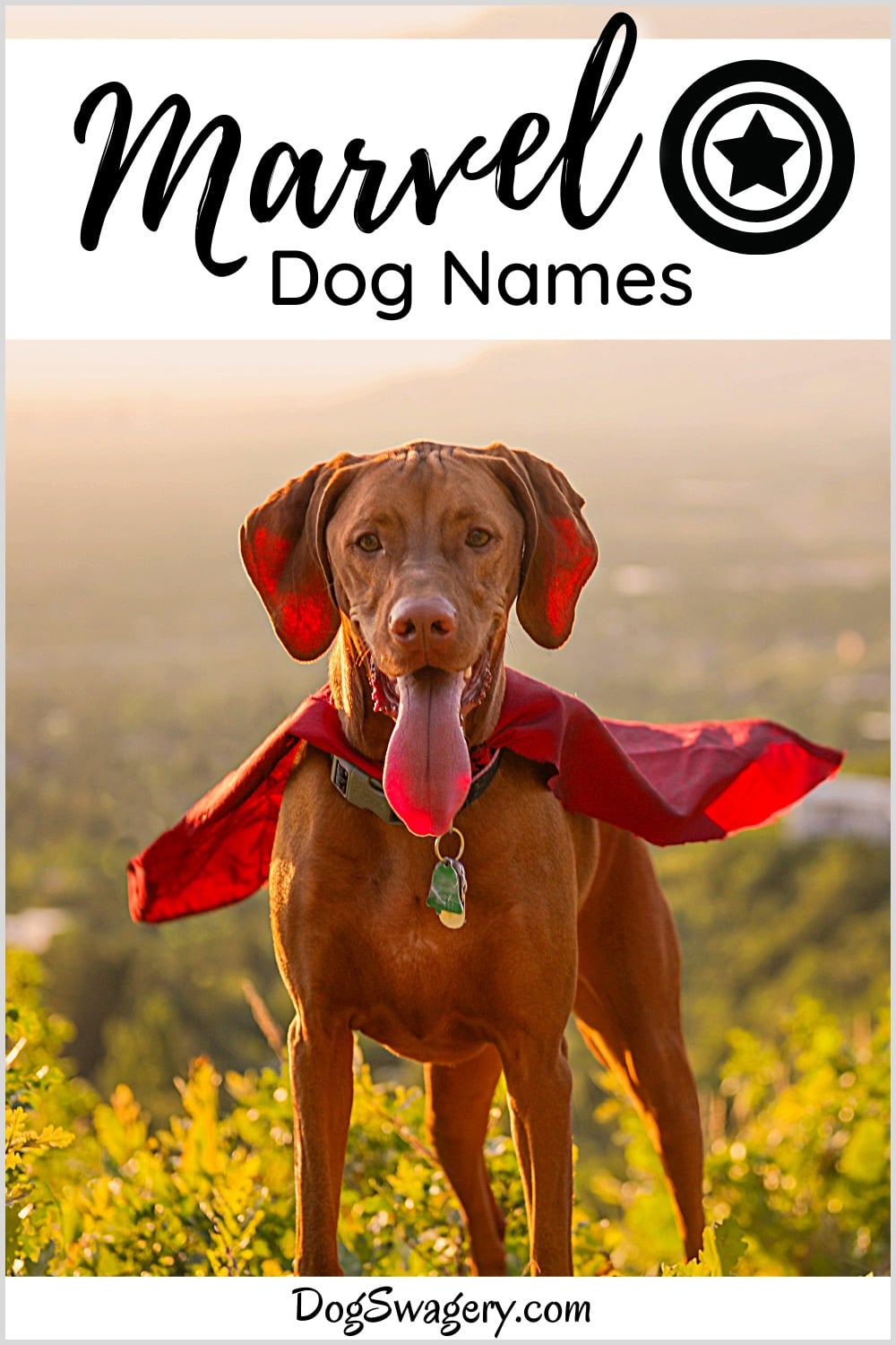 109+ Marvel Dog Names to Make Your Pet a Superhero
